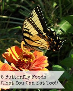 5 Foods Butterflies Can Eat (That You Can Enjoy Too!) - Life. Family. Joy